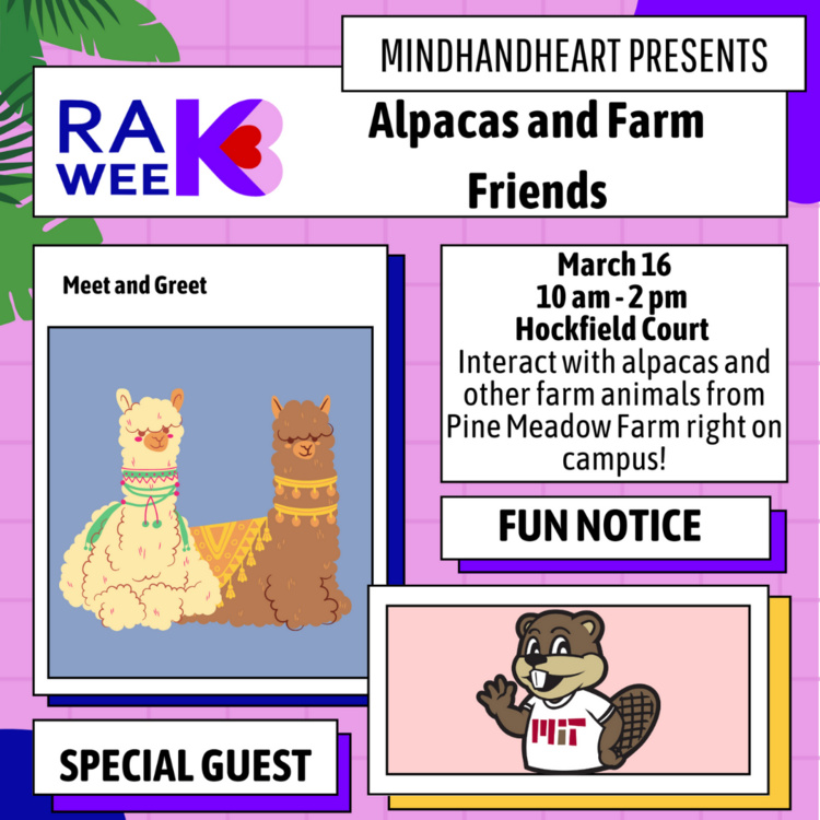 Alpacas and Farm Friends | MIT Sustainability