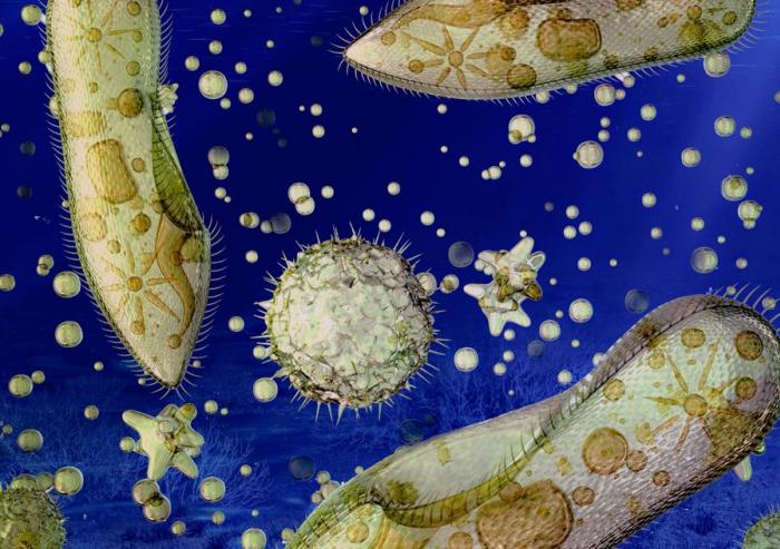 New study sets oxygen-breathing limit for ocean’s hardiest organisms ...